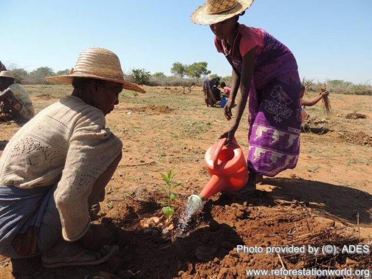 ADES – Reforestation World