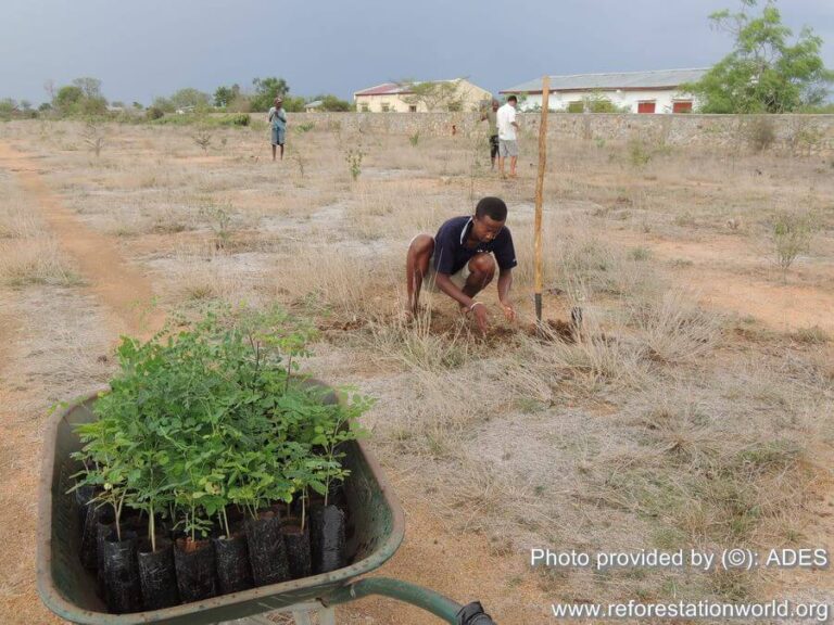 ADES – Reforestation World