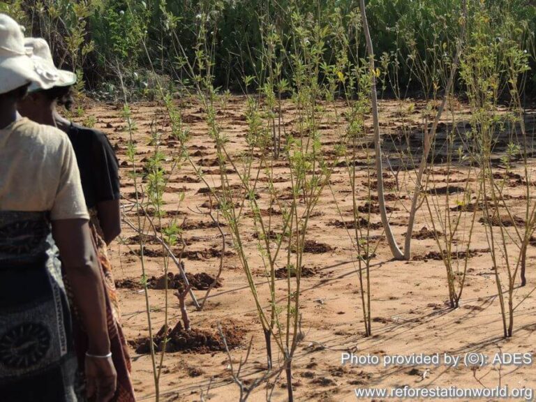 ADES – Reforestation World