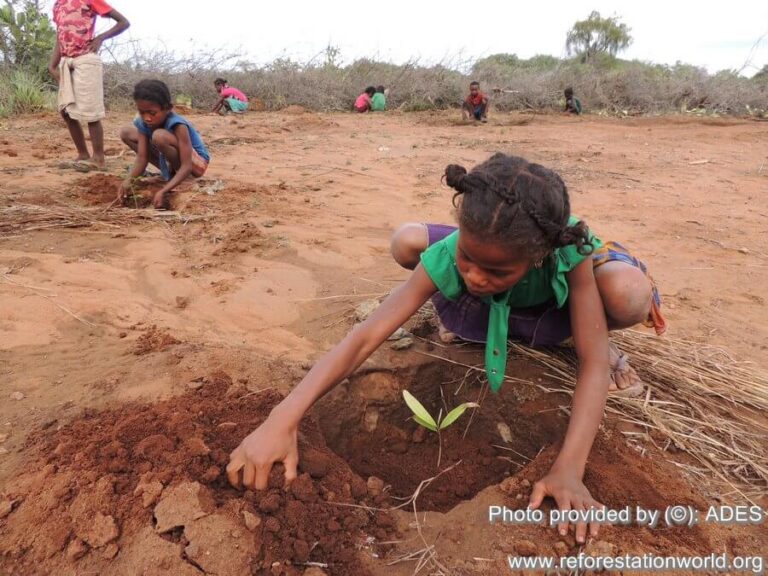 ADES – Reforestation World