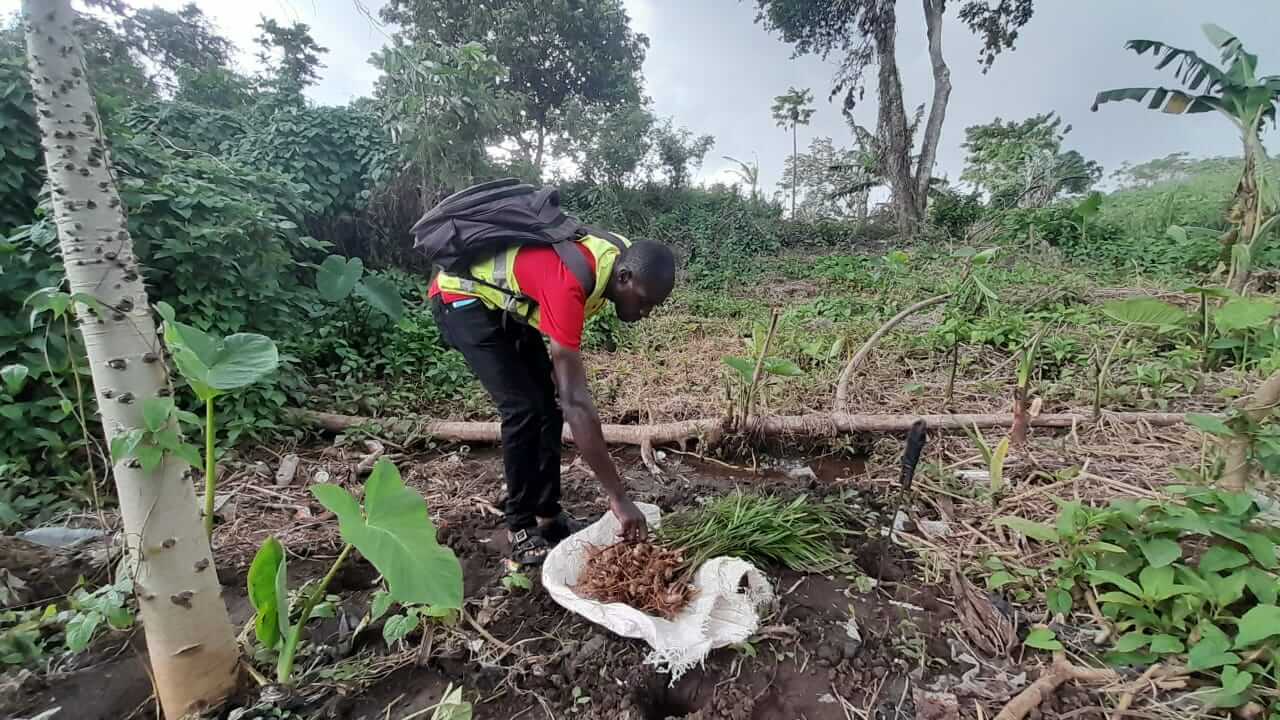 News from the field – Cameroon – Reforestation World