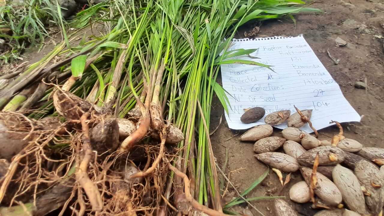 News from the field – Cameroon – Reforestation World