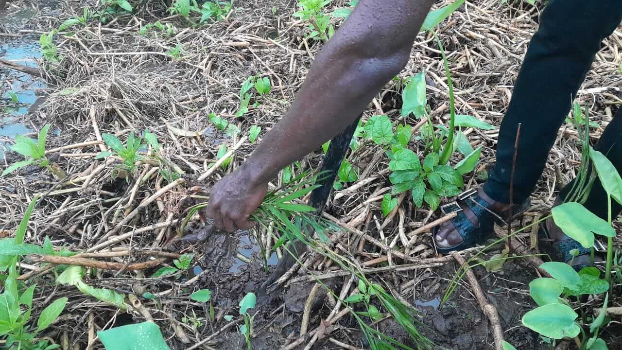 News from the field – Cameroon – Reforestation World