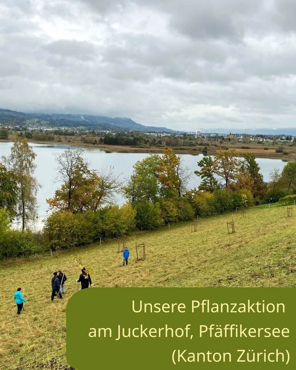 Our latest planting action – Reforestation World