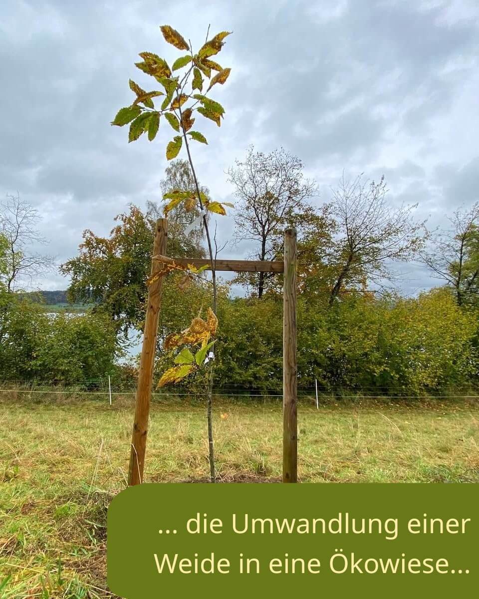 Our latest planting action – Reforestation World