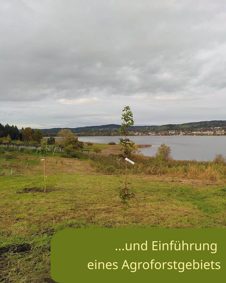 Our latest planting action – Reforestation World