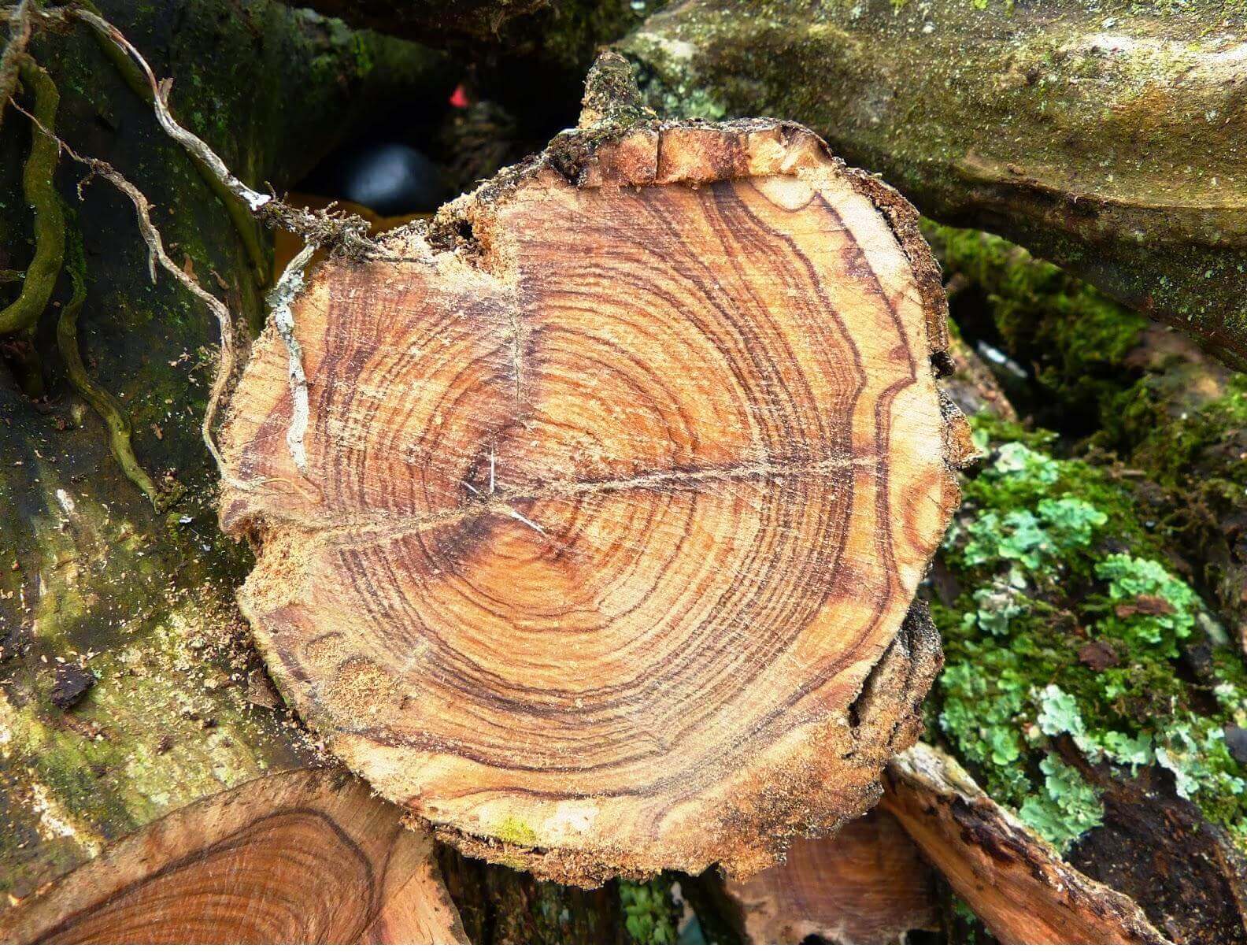 Biodiversity conservation (BICO) – Reforestation World