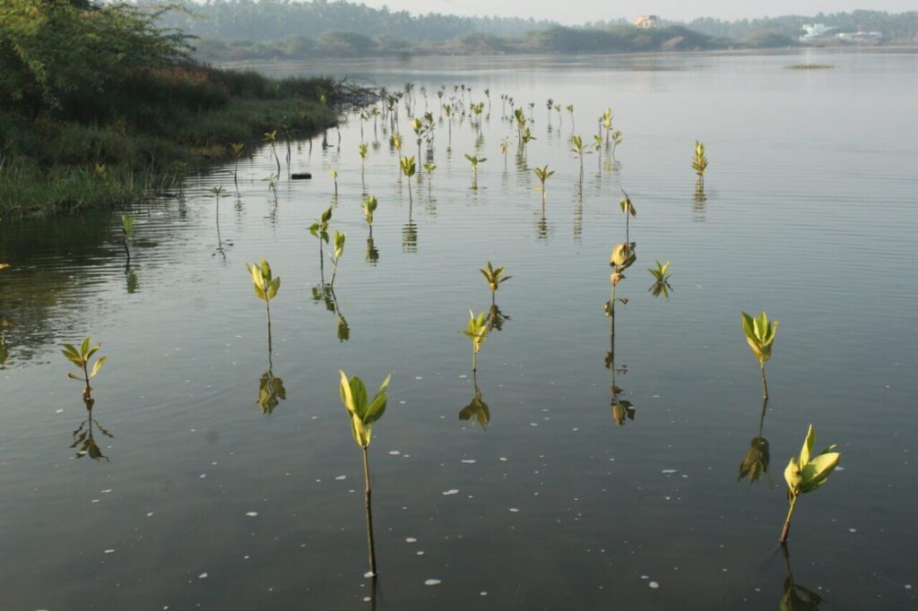 Projects – Reforestation World