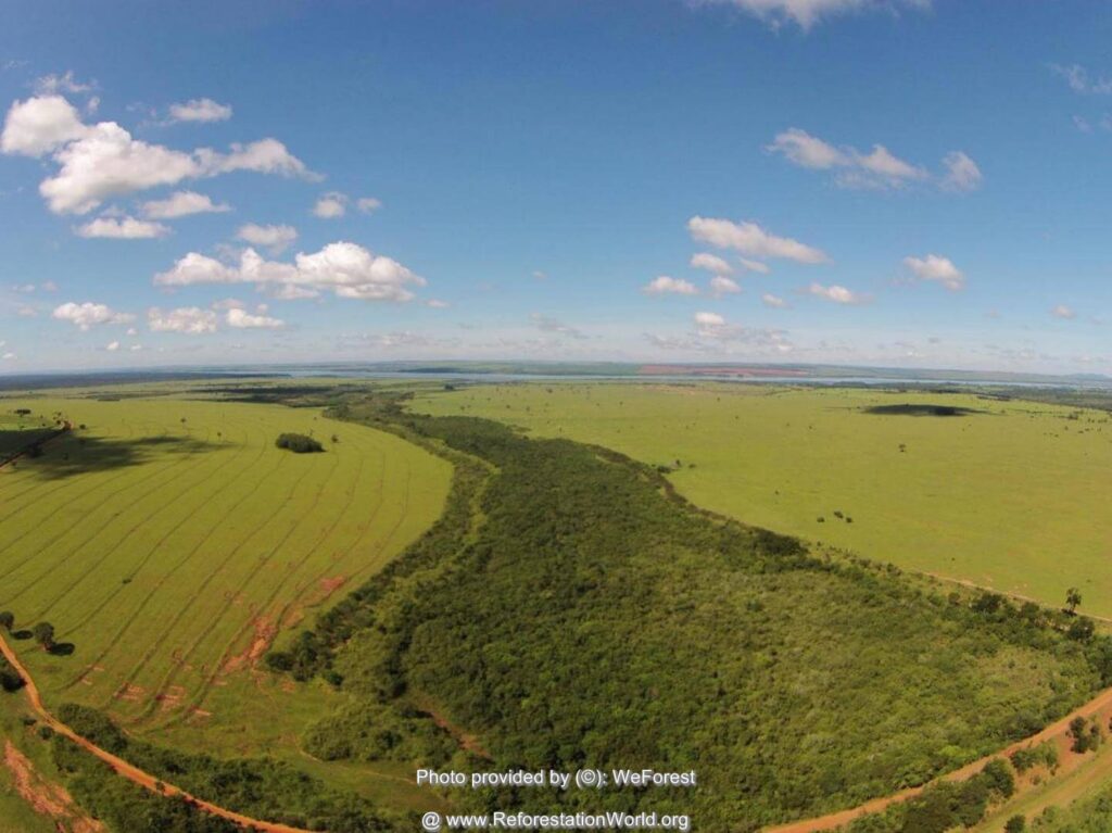 Projects – Reforestation World